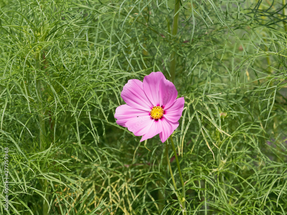 Fleur de Cosmos bipinnatus ou cosmos bipenné au capitule de couleur ...
