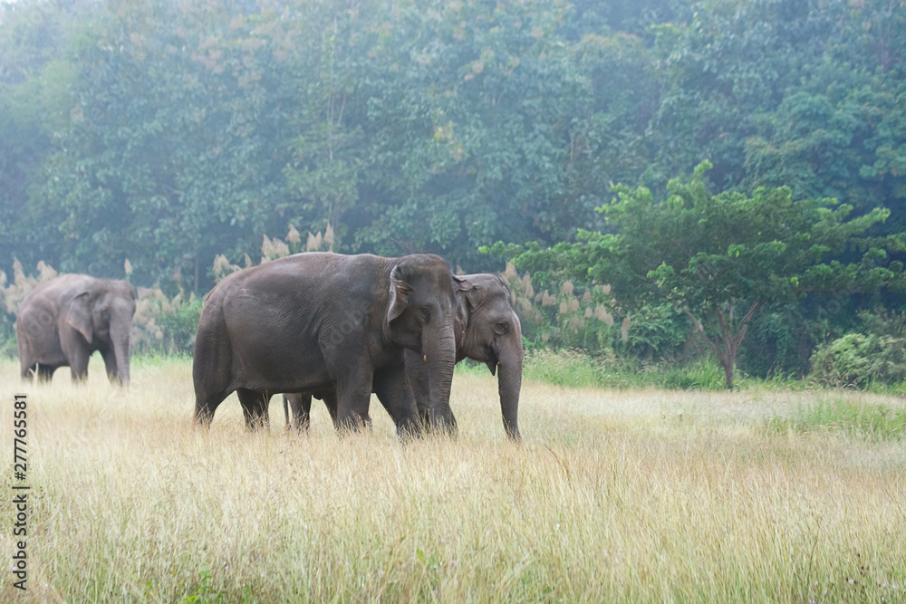 Asian elephant walking on dirt grassy path during cloudy summer day at ...
