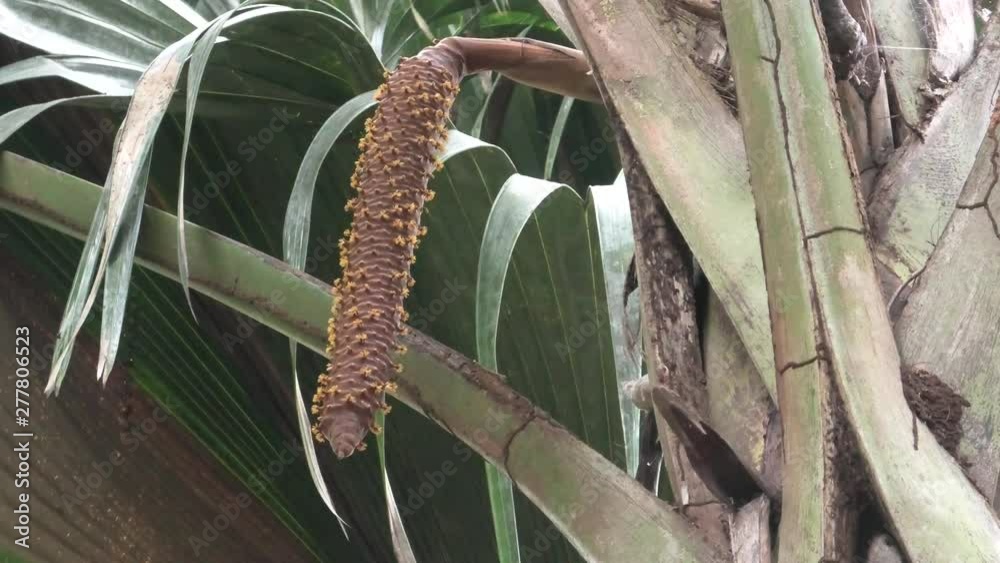 male and female fruits of Coco de mer at Vallee de Mai Nature Reserve ...