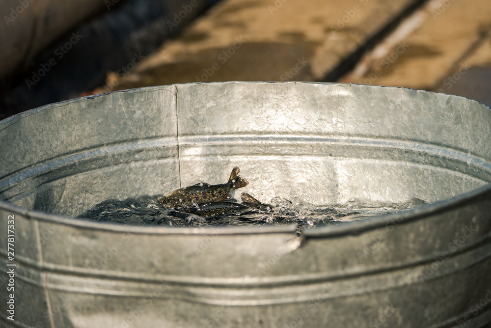 Young rainbow trout in a metal bucket at a fish hatchery Stock Photo ...