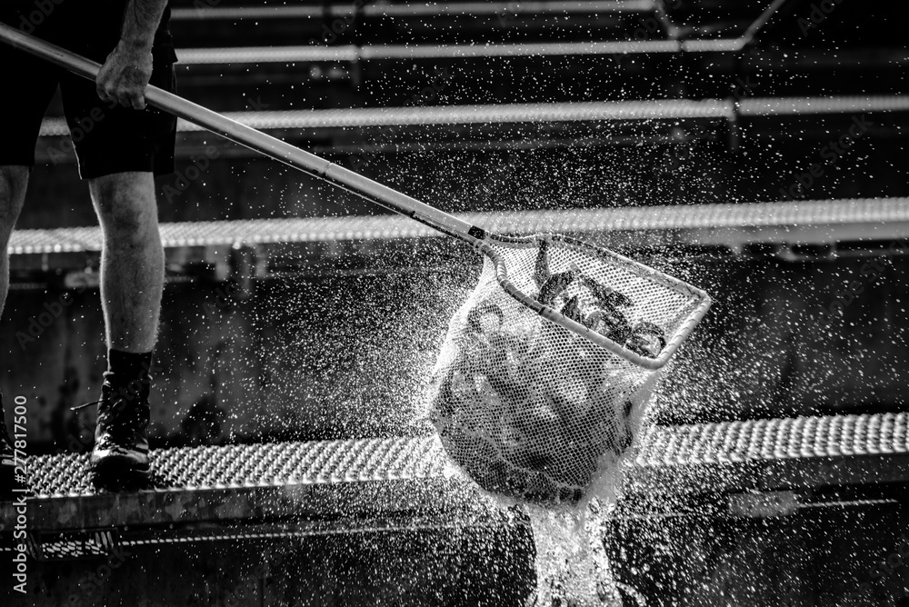 Black and white photo of young rainbow trout in a net at a fish ...