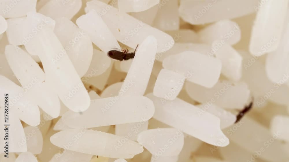 Bugs or Moth in raw rice, pest, snout beetles, insects that eat and ...