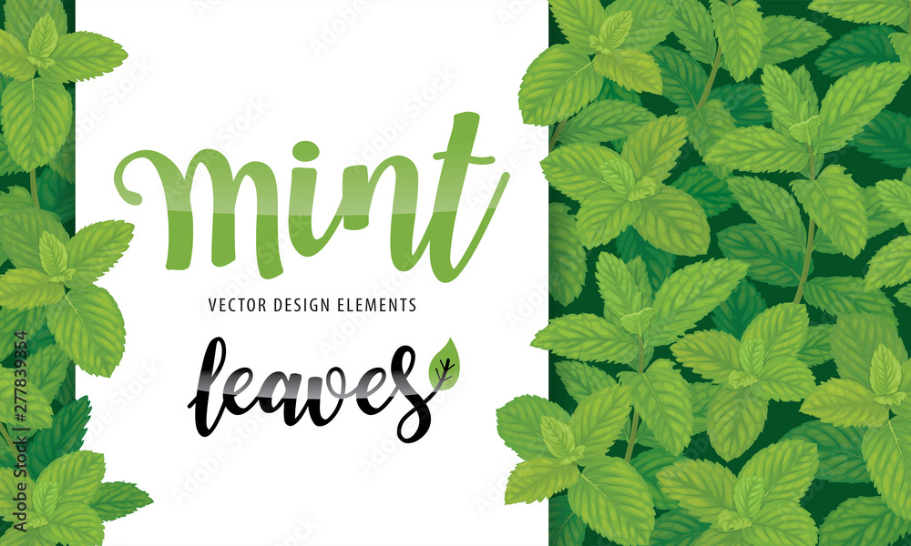Green mint leaves on background template. Vector set of herbal element ...