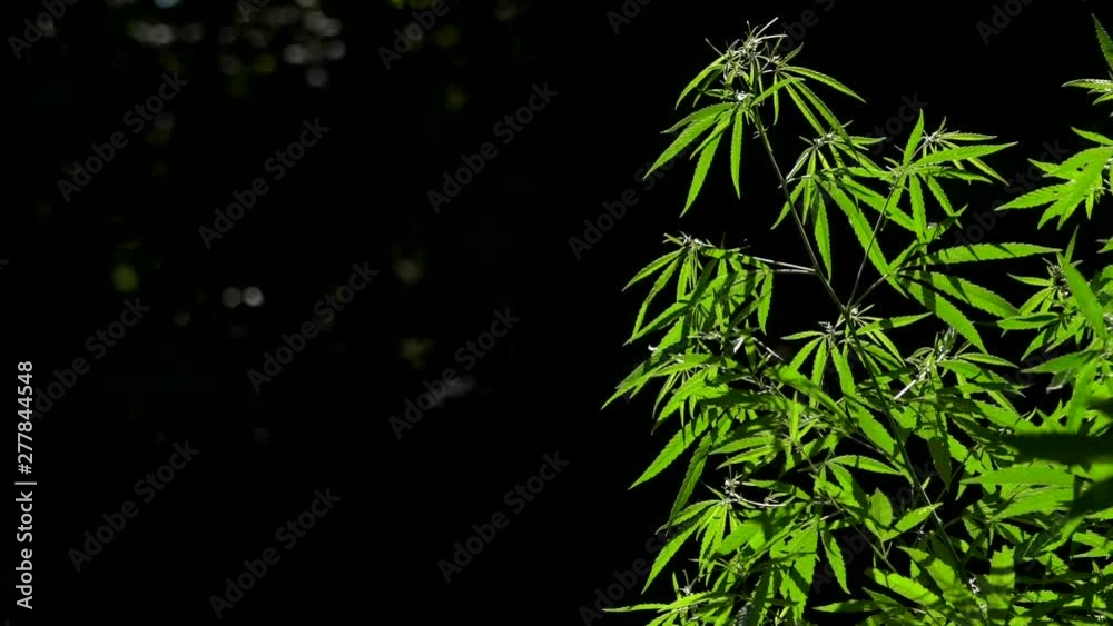 The backlit, evening light cannabis leaves.Green leaves glow in the sun ...