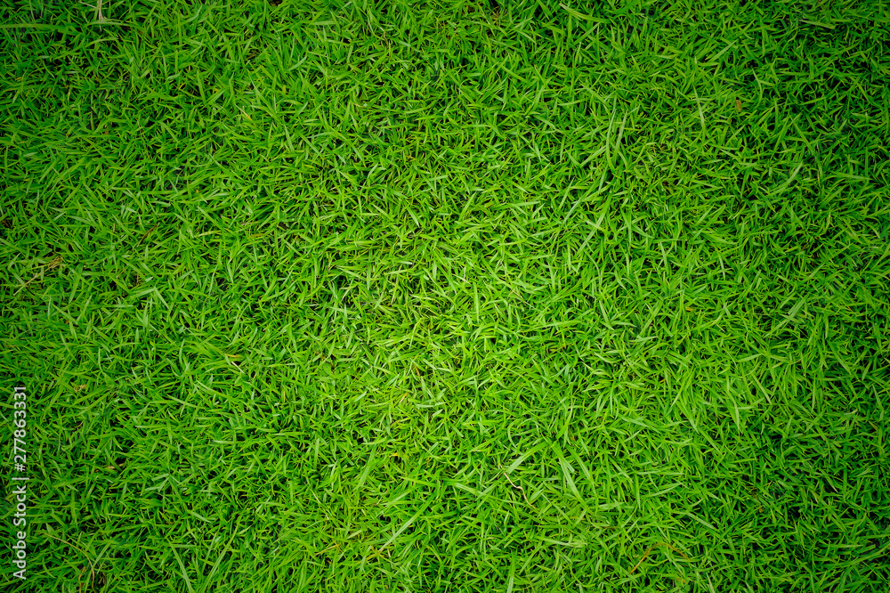 Green grass texture background, Green lawn, Backyard for background ...