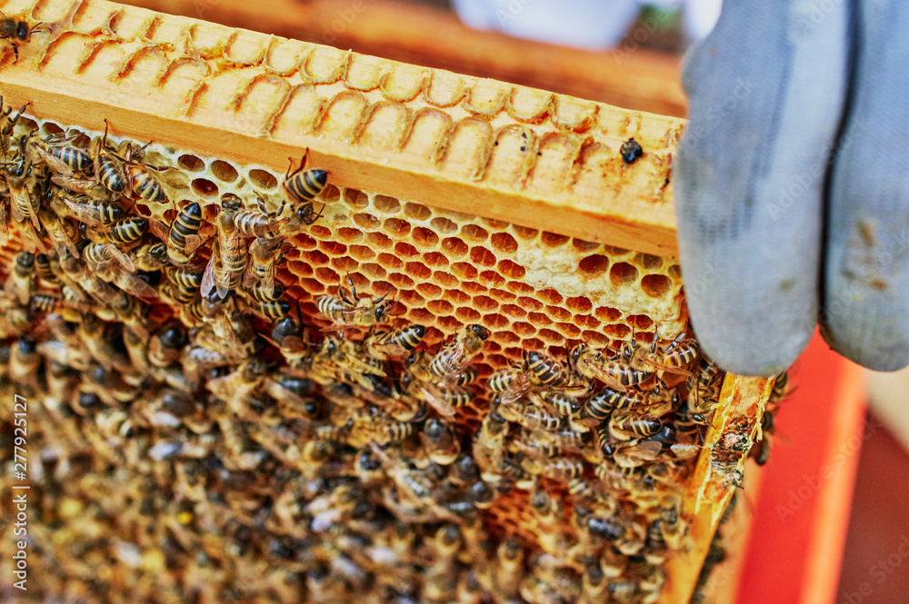 Bienenstöcke eines Imkers bei der Pflege der Bienen mit Waben und ...