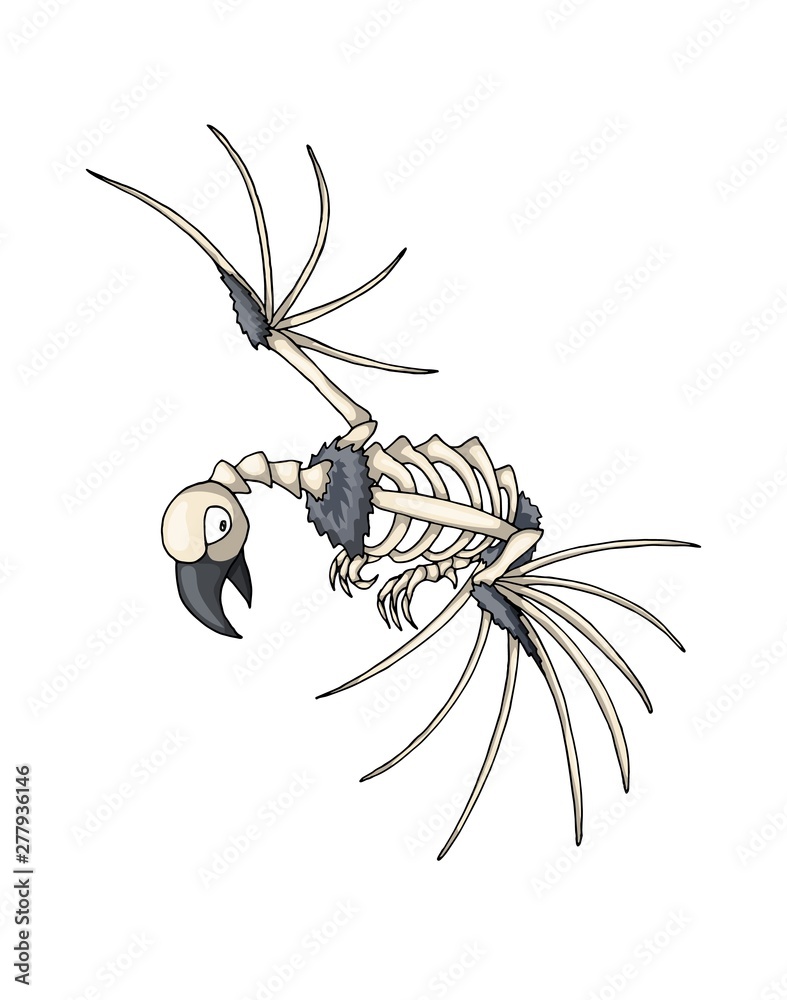 Bird skeleton. Isolated vector object on white background Stock Vector ...
