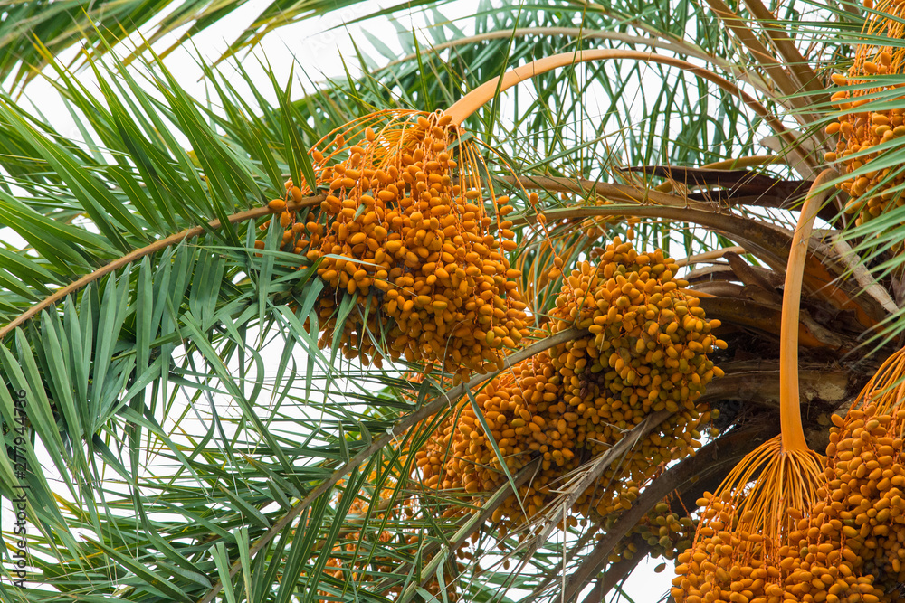 Raw bunch of date palm hanging on the tree. Stock Photo | Adobe Stock