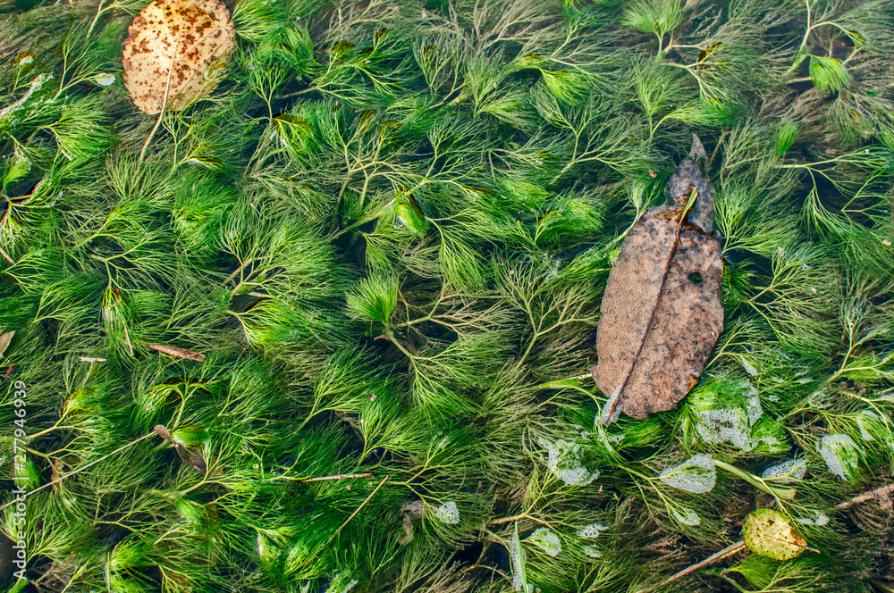 Submerged freshwater algae plant blooming in small river closeup as ...