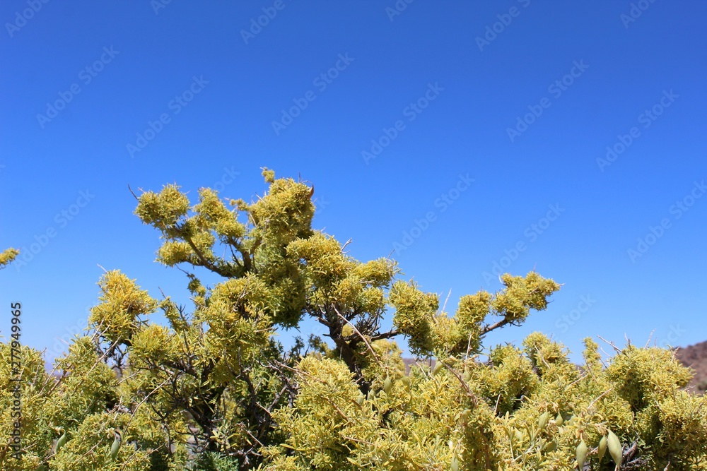 PONDERING OF PERITOMA, botanically Peritoma Arborea, commonly ...