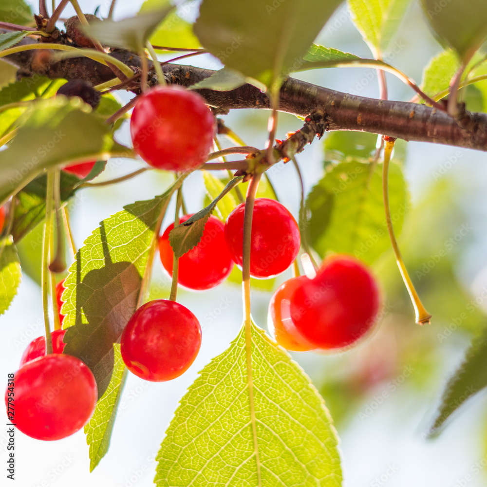 Bright Red Cherries