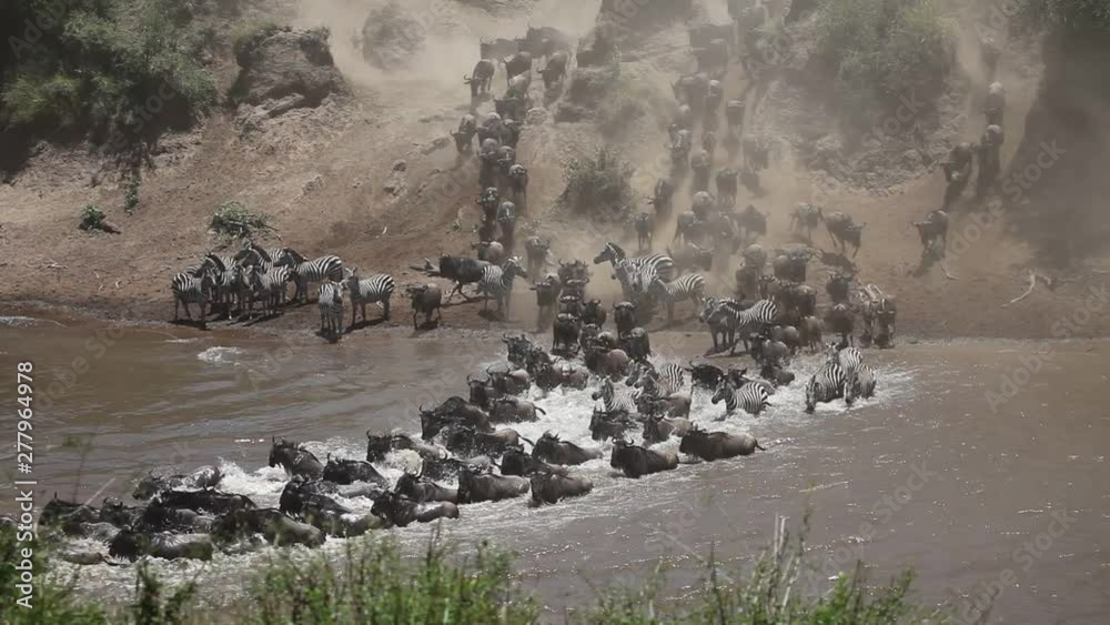 The Great Migration River Crossing at its Best! Tens of thousands of ...