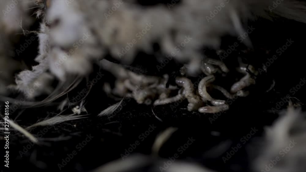Maggots close up fly larva feeding on dead tissue. Forensic science and ...