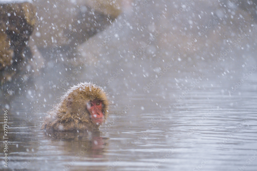 Snow monkey (Japanese Macaques) bathe in onsen hot springs while snow ...