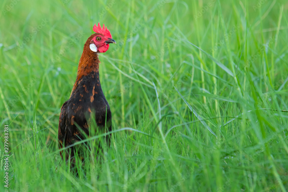 Male fowl in green grass fields, wild fowl for food in natural grass ...