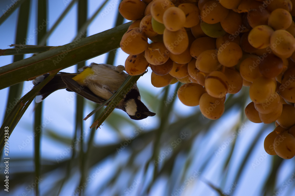 Bulbul bird feeding on sweet fruit dates wildlife animal Stock Photo ...