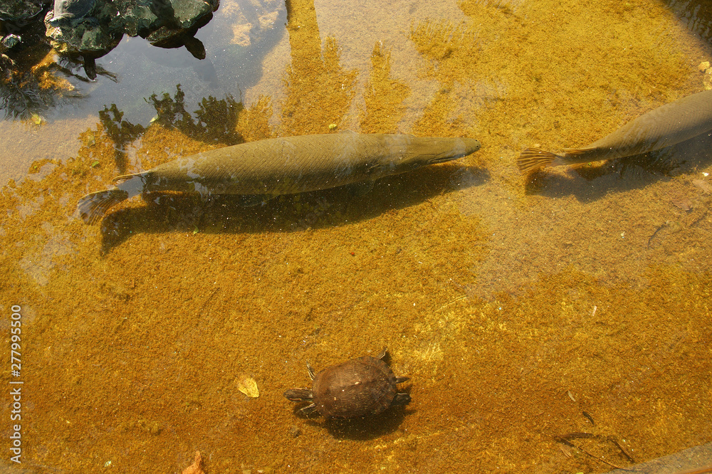 Manjuari - half reptile, half fish. The Cuban gar (Atractosteus ...