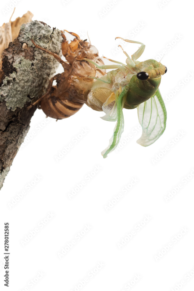 Cicada metamorphosis (lat. Cicadidae). This is the final molt of the ...