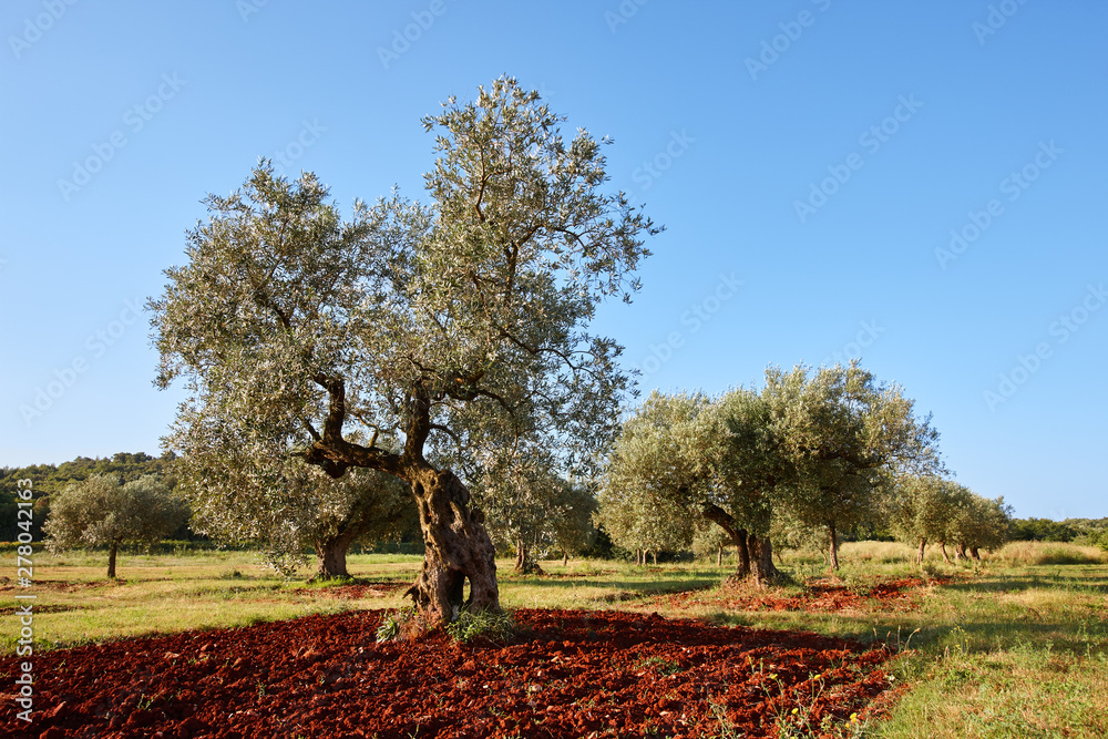 Mediterranean olive trees in a row in Istria region, Croatia Stock ...