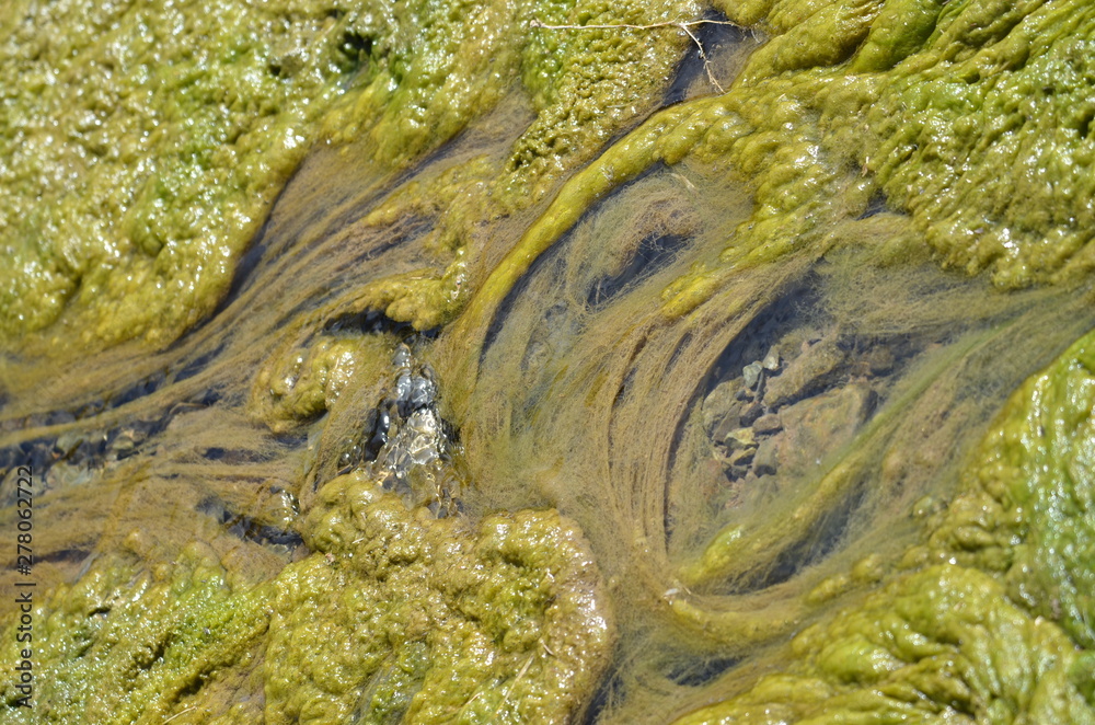 Yellow Green Algae