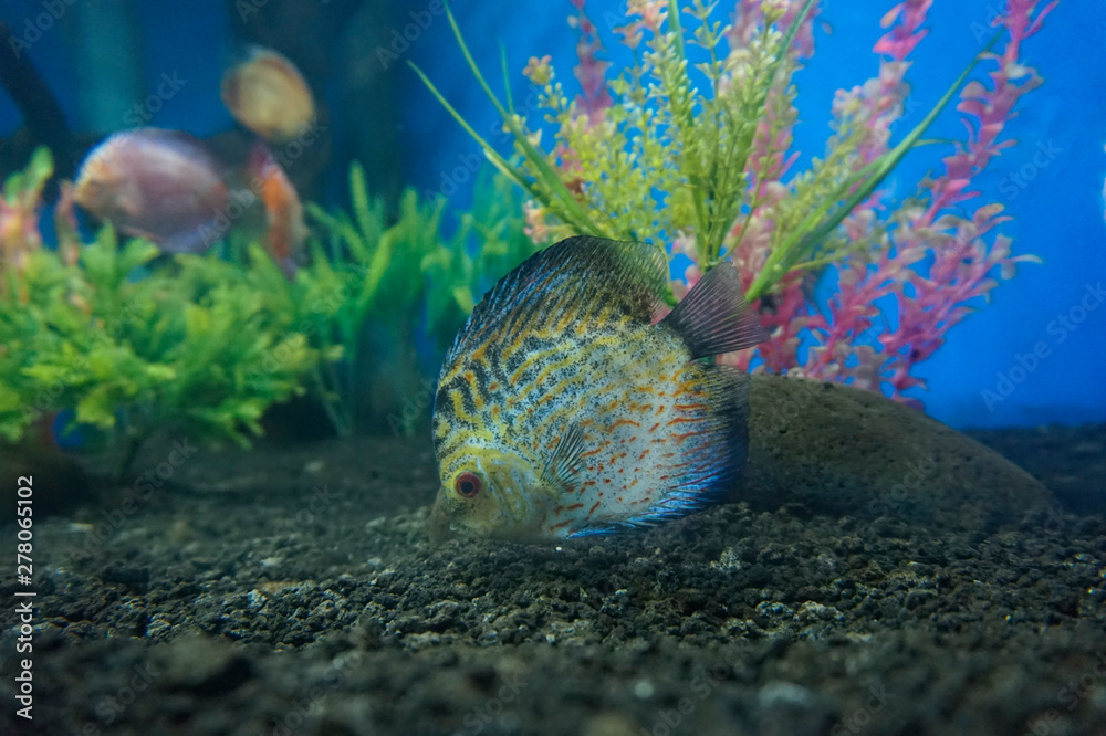 Freshwater fish species,Freshwater fish tank,Freshwater fish names ...