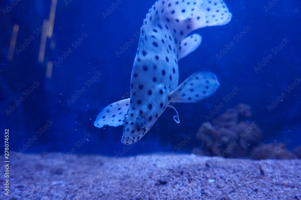 Freshwater fish species,Freshwater fish tank,Freshwater fish names ...