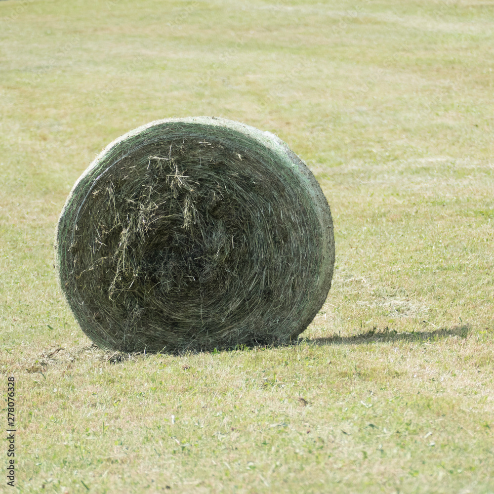 One silage bale from the front in a green field. The bale consists of ...