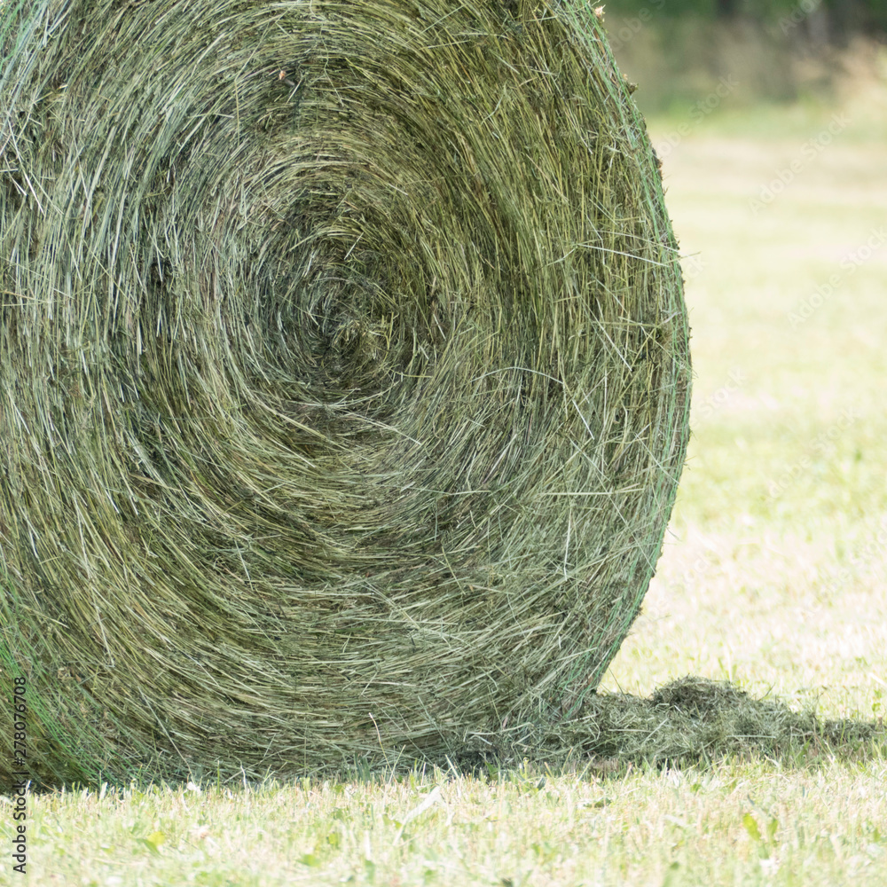 Detail of a rounded hay bale in a grassland for hay harvest. The hay ...