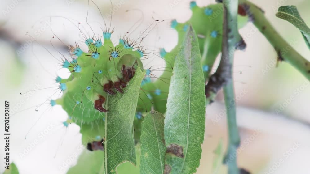 Macro shot of a bright green caterpillar defoliating an almond tree in ...