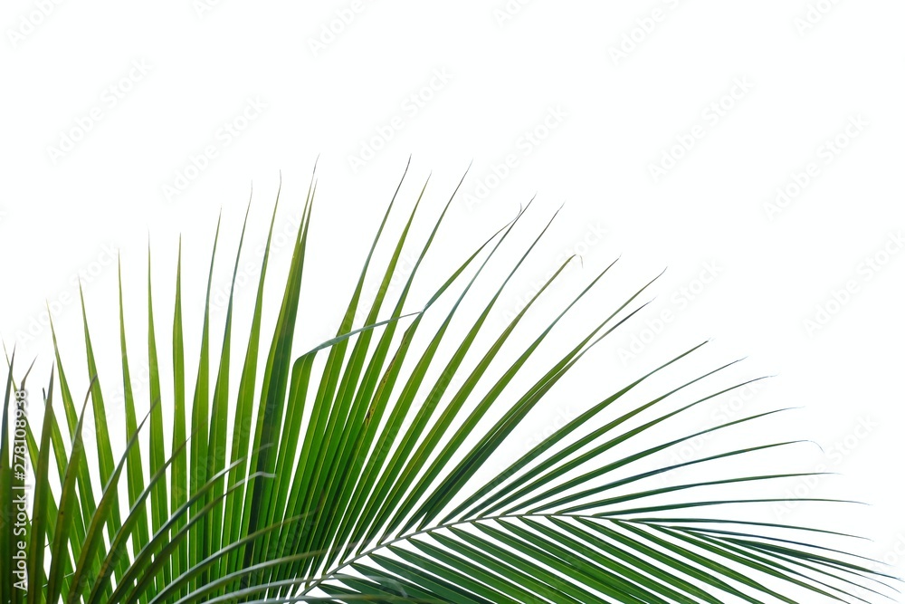 Coconut leaves on white isolated background for green foliage backdrop ...