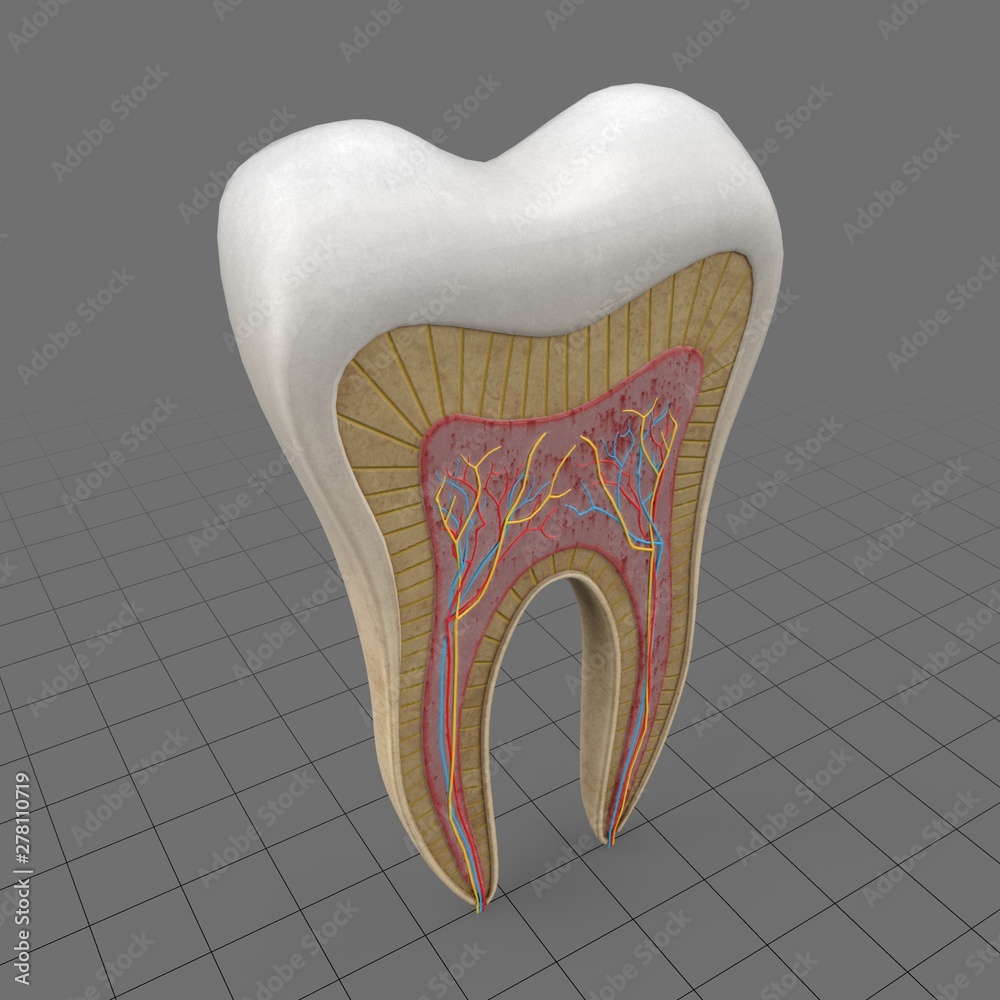 Tooth anatomy scheme Stock 3D asset | Adobe Stock