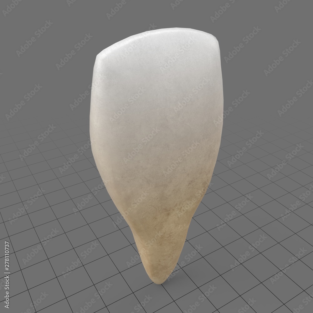 Incisor tooth Stock 3D asset | Adobe Stock