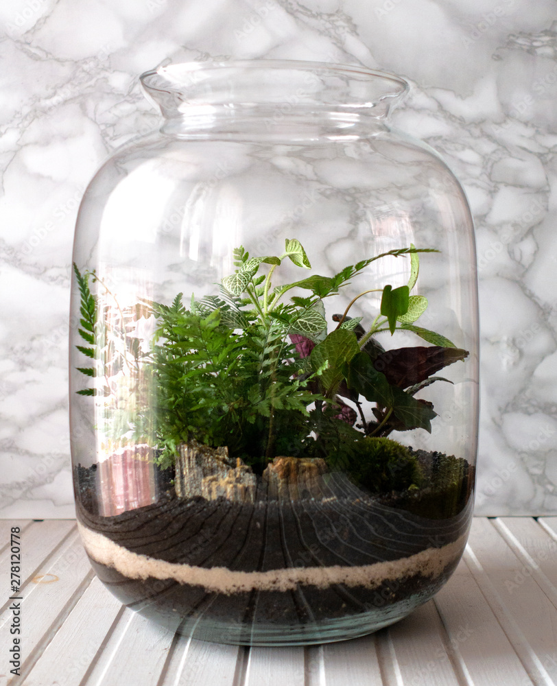 Small decoration plants in a glass bottle/garden terrarium bottle ...