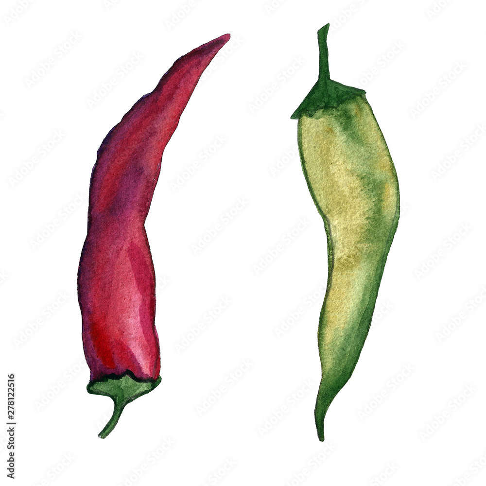 Red hot chilli peppers set. Hand drawing watercolor. Can be used for ...