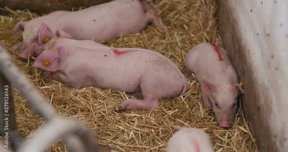 pigs on livestock farm, pigs farm, livestock farm. Modern Agricultural ...