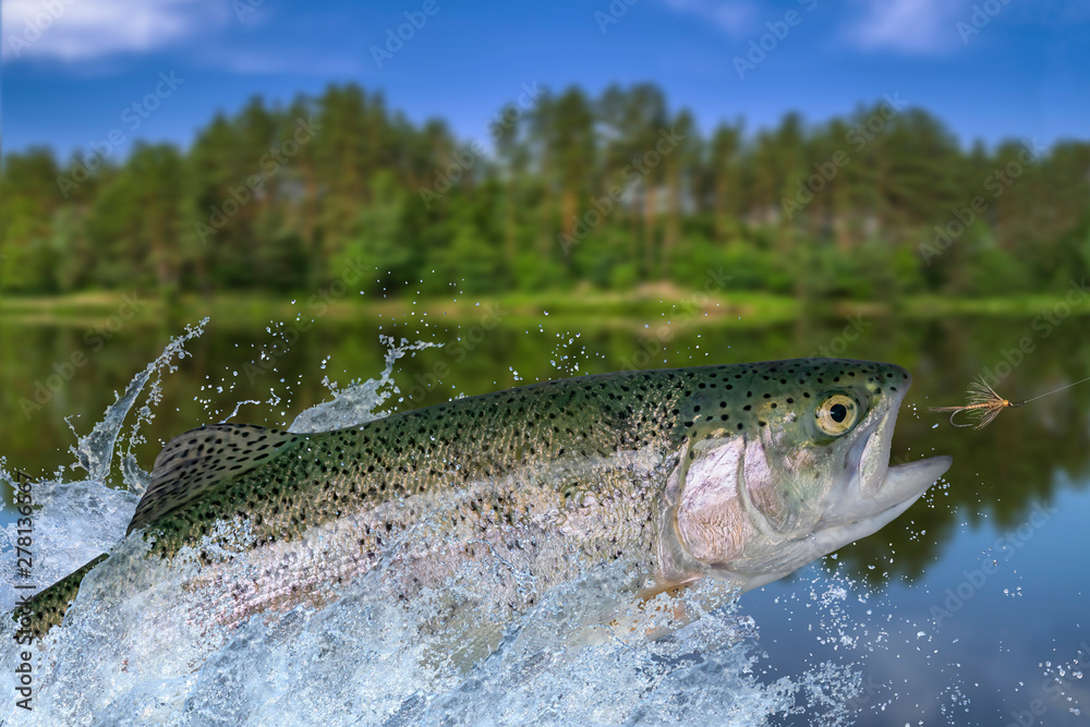 Fly fishing. Rainbow trout fish jumping for catching synthetic insect ...