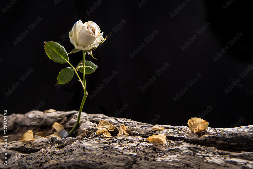wilted white rose flower fading on old beach wood. Abstract concept of ...