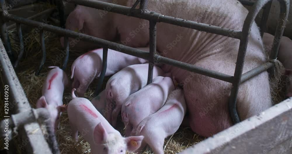 pigs on livestock farm, pigs farm, livestock farm. Modern Agricultural ...