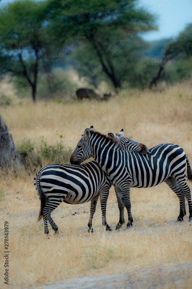 Portrait format of two zebra. One zebra has head resting on the back of ...