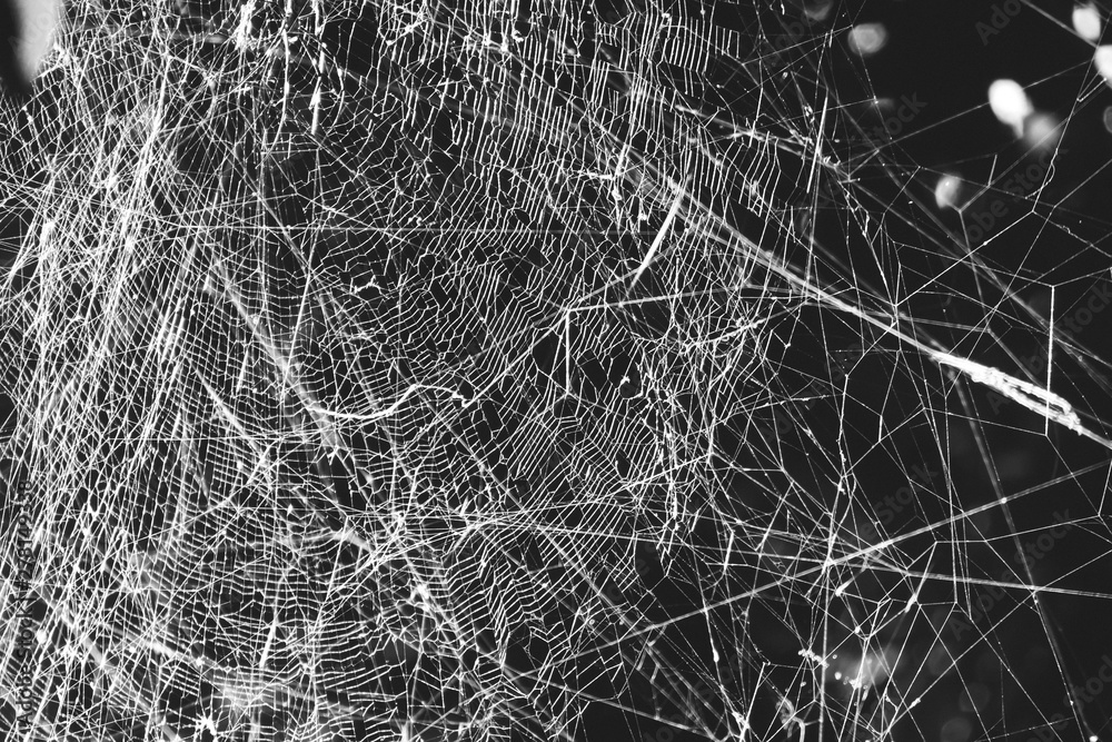 Detailed and multi layer spider's net, captured on Annapurna Circuit ...
