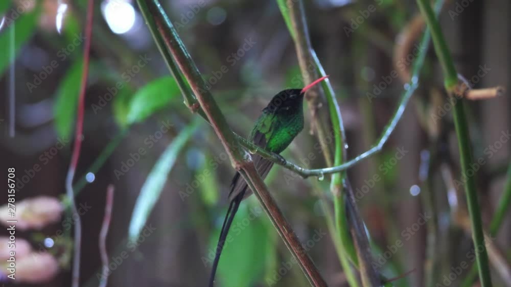 A close up of a red-billed streamertail hummingbird or doctor bird ...