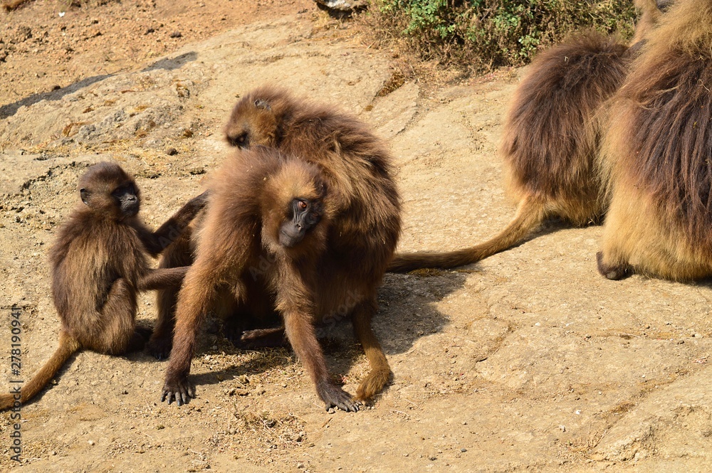 Ethiopia. Gelada is a rare species of Primate. It lives exclusively on ...