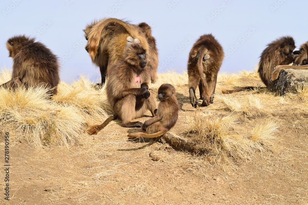 Ethiopia. Gelada is a rare species of Primate. It lives exclusively on ...