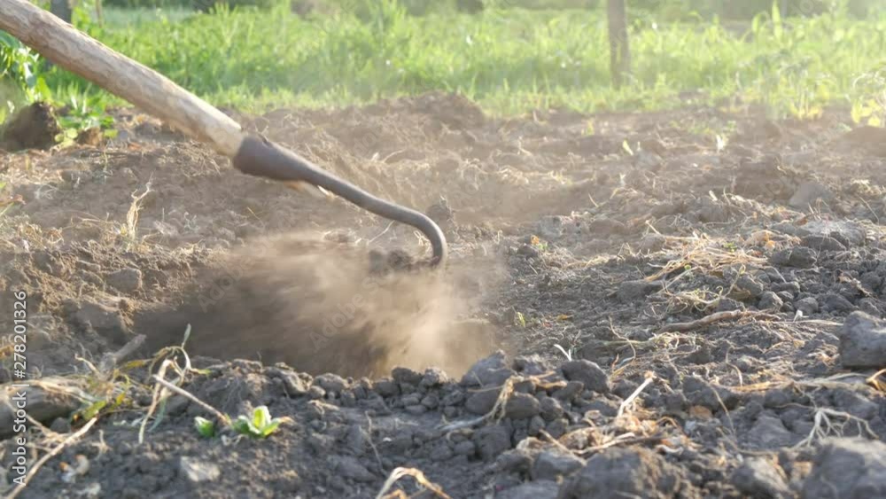 The farmer works on the land. Digging holes with garden hoe. Dry ground ...