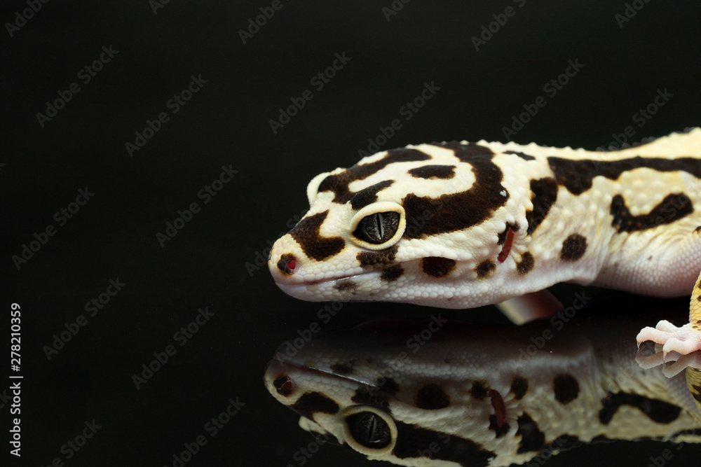 Leopard Gecko Eyes