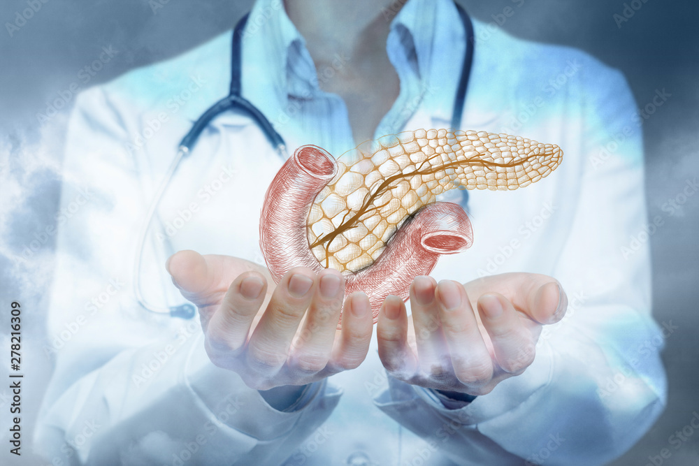 The medic shows the pancreas of a person . Stock Photo | Adobe Stock