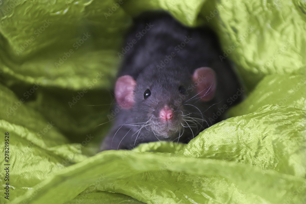 Rat breed Dumbo. Muzzle eared rat close-up. A cute red rat with big ...