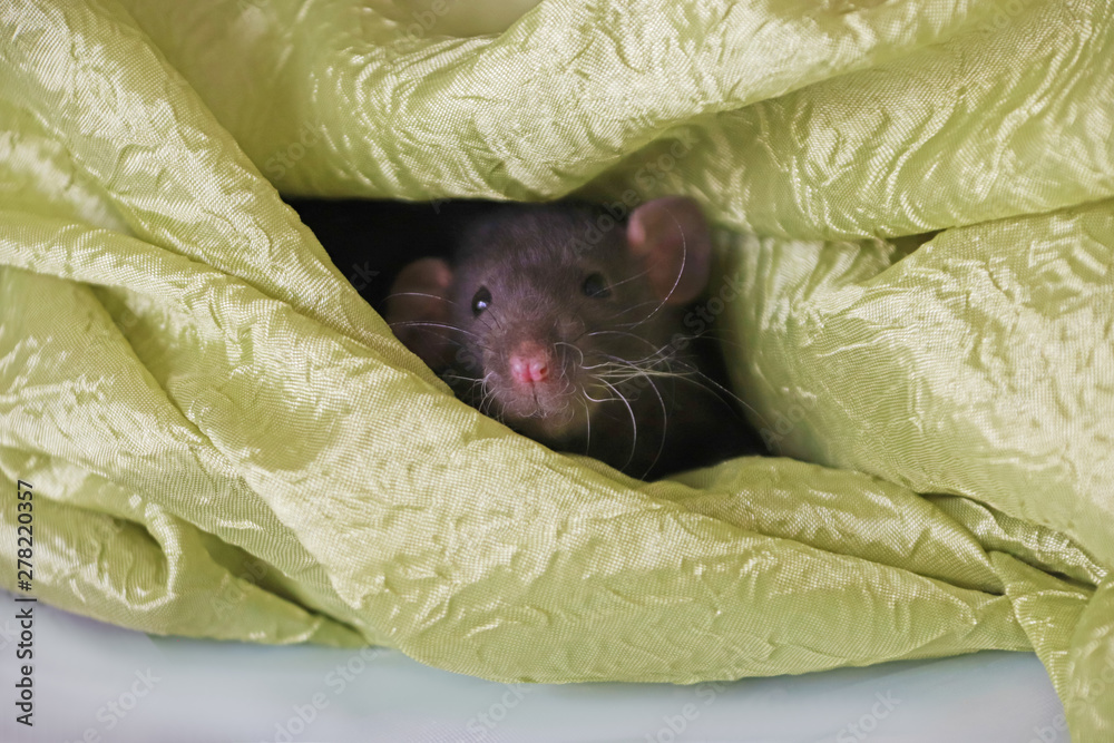 Rat breed Dumbo. Muzzle eared rat close-up. A cute red rat with big ...