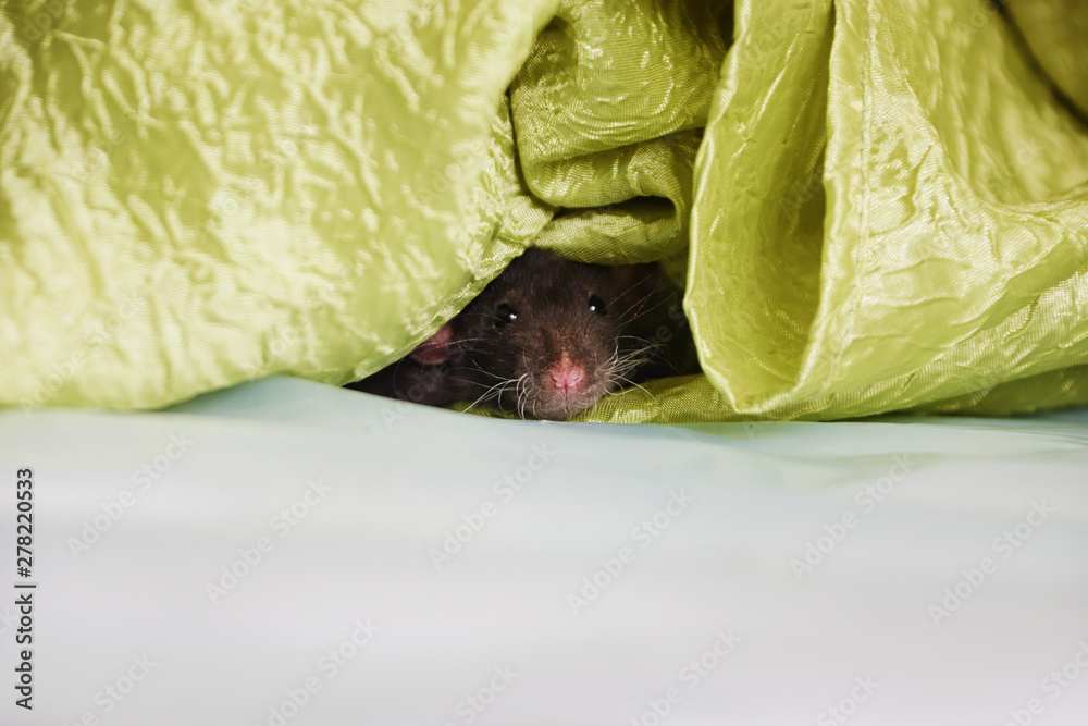 Rat breed Dumbo. Muzzle eared rat close-up. A cute red rat with big ...