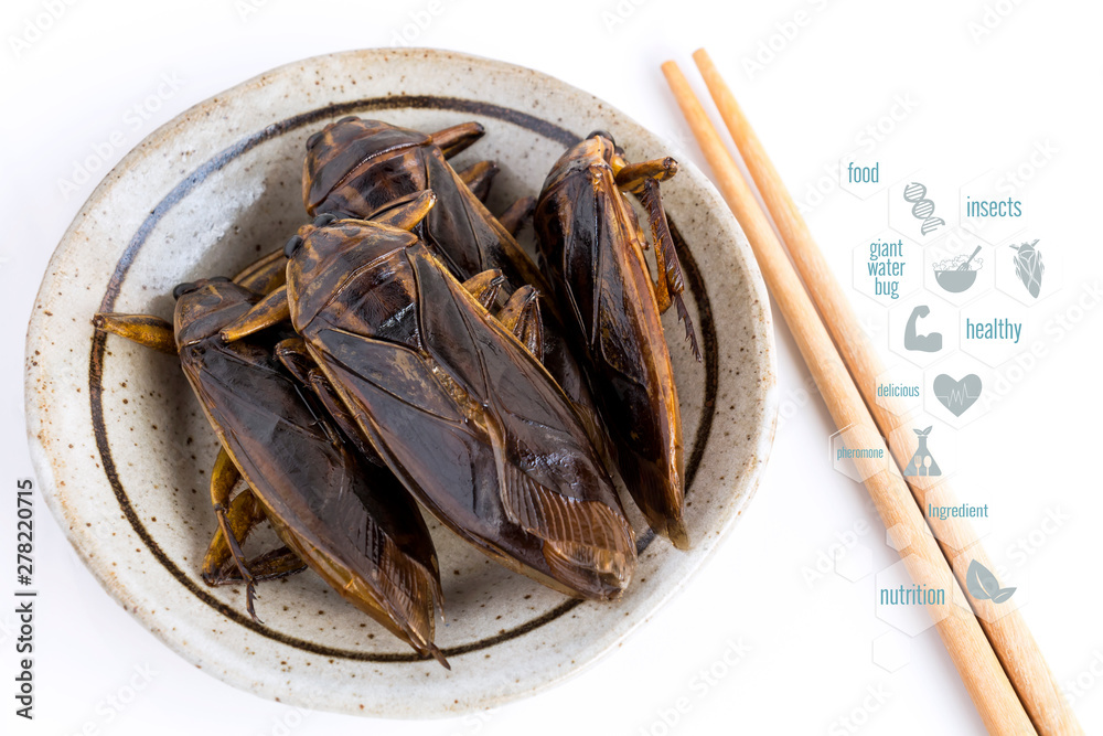Giant Water Bug is edible insect for eating as food Insects cooking ...